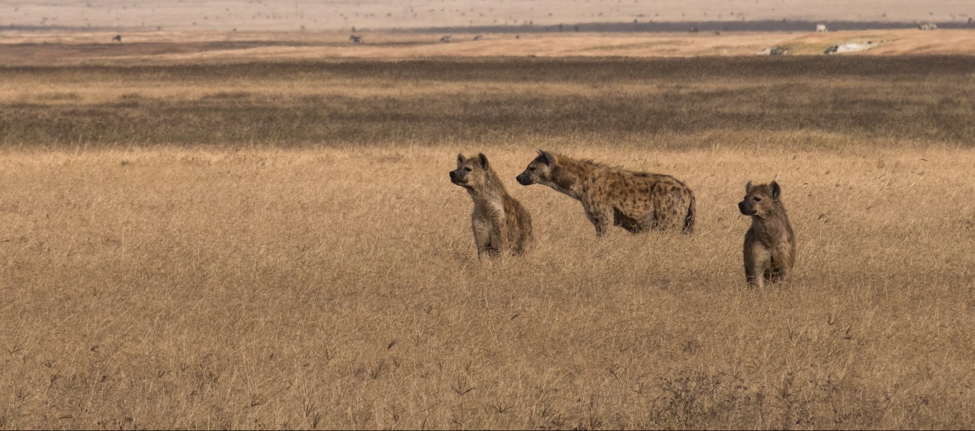 2-Day Ngorongoro Crater Safari from Arusha Tour