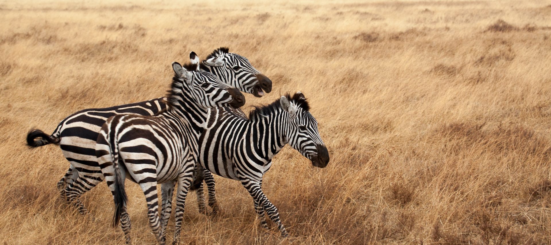 3-Day Serengeti & Ngorongoro Crater Safari Tour