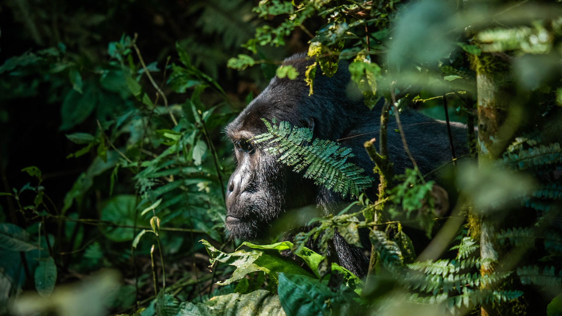 East Africa Safari Adventures | African Safaris & Holidays