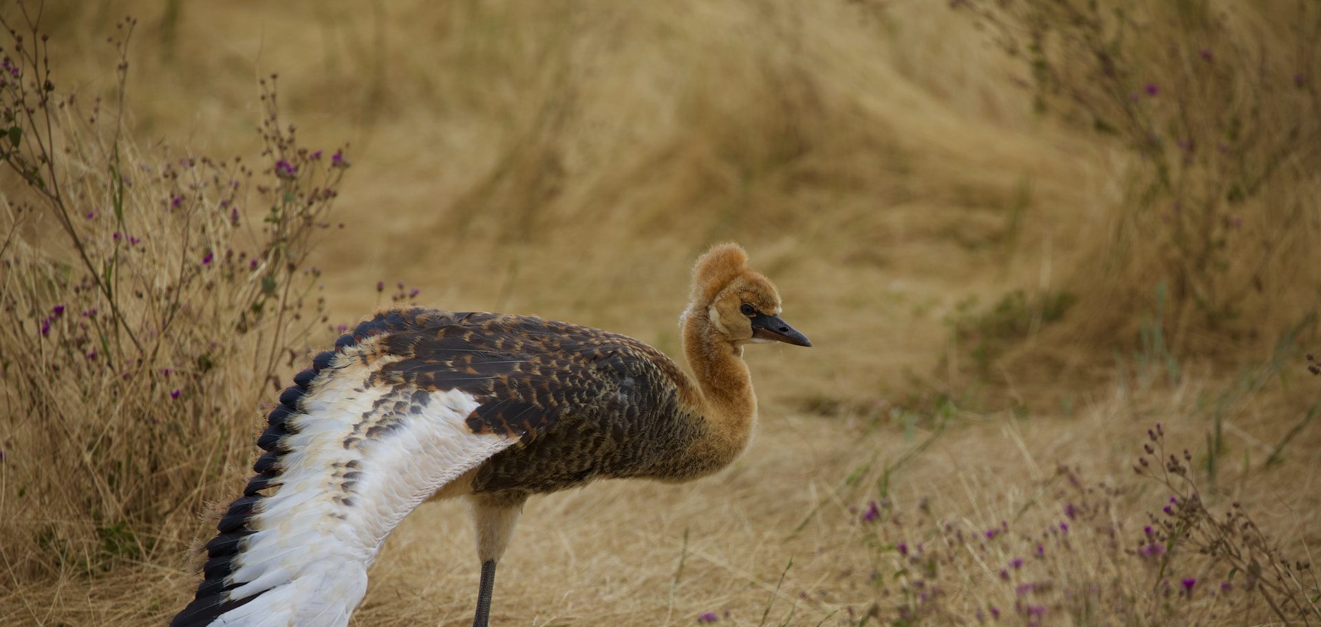Birds of Ngorongoro Crater | Ultimate Bird-watching Guide