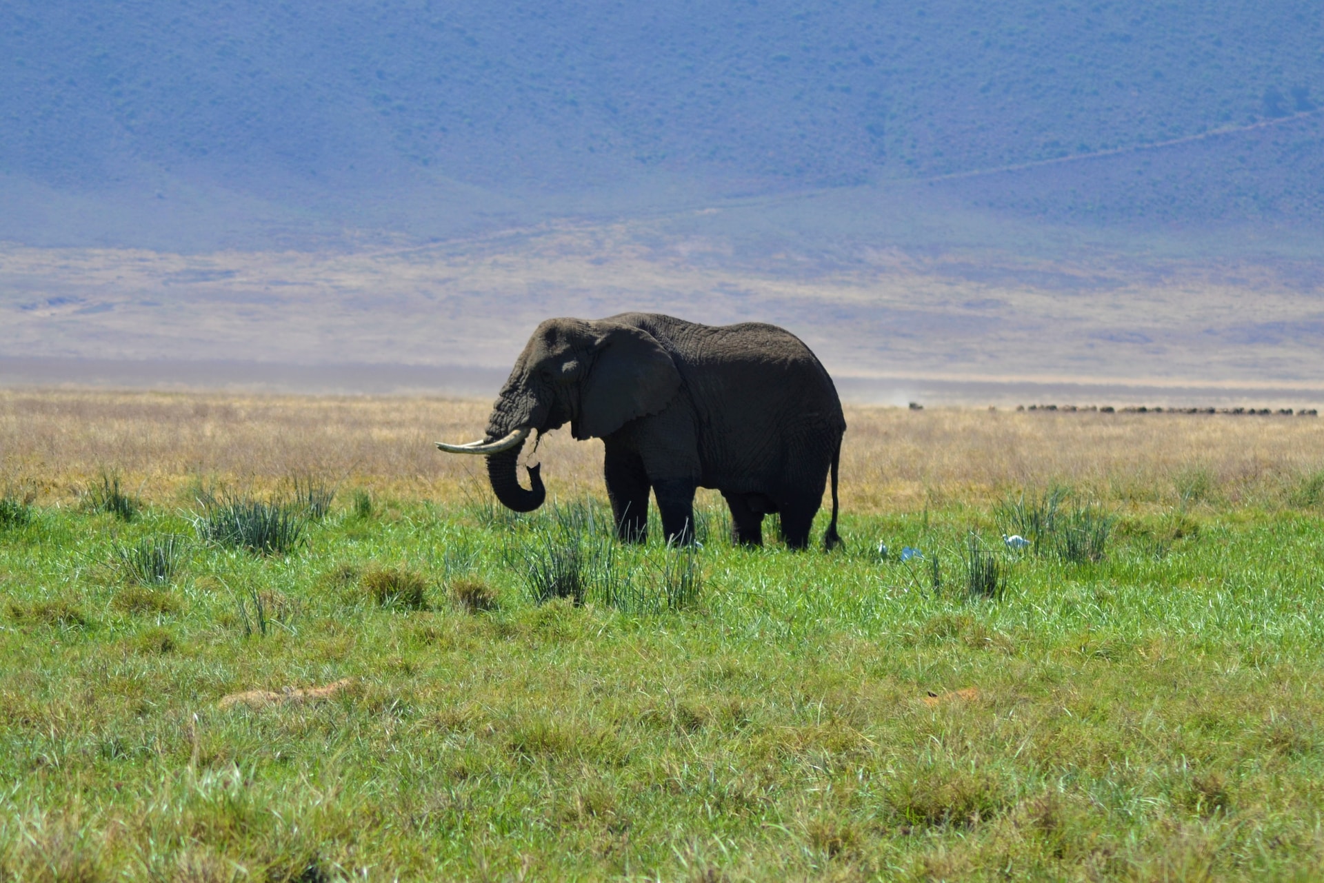 Ngorongoro Crater Wildlife | Top Animals to Spot