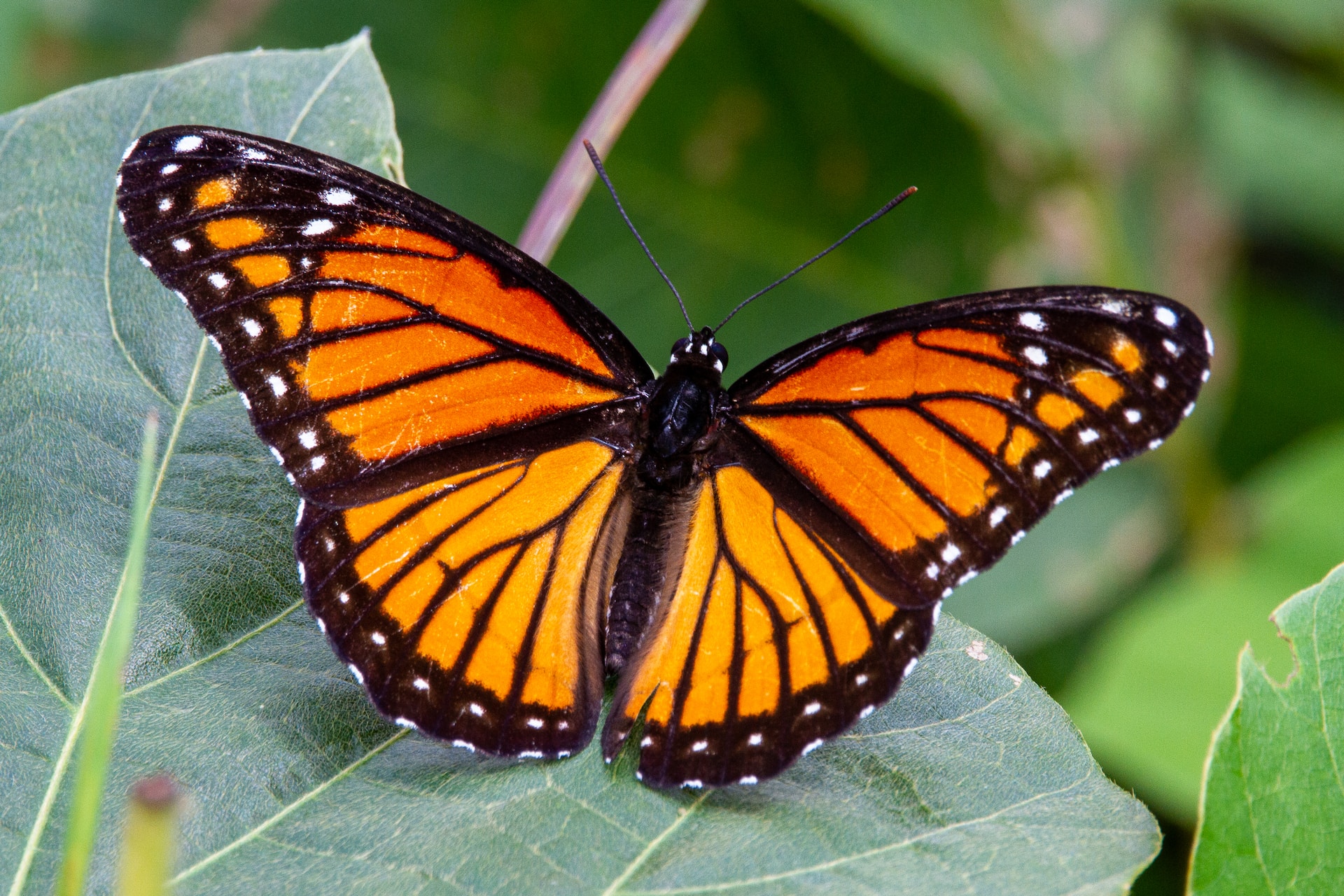 Butterflies in Ngorongoro Conservation Area