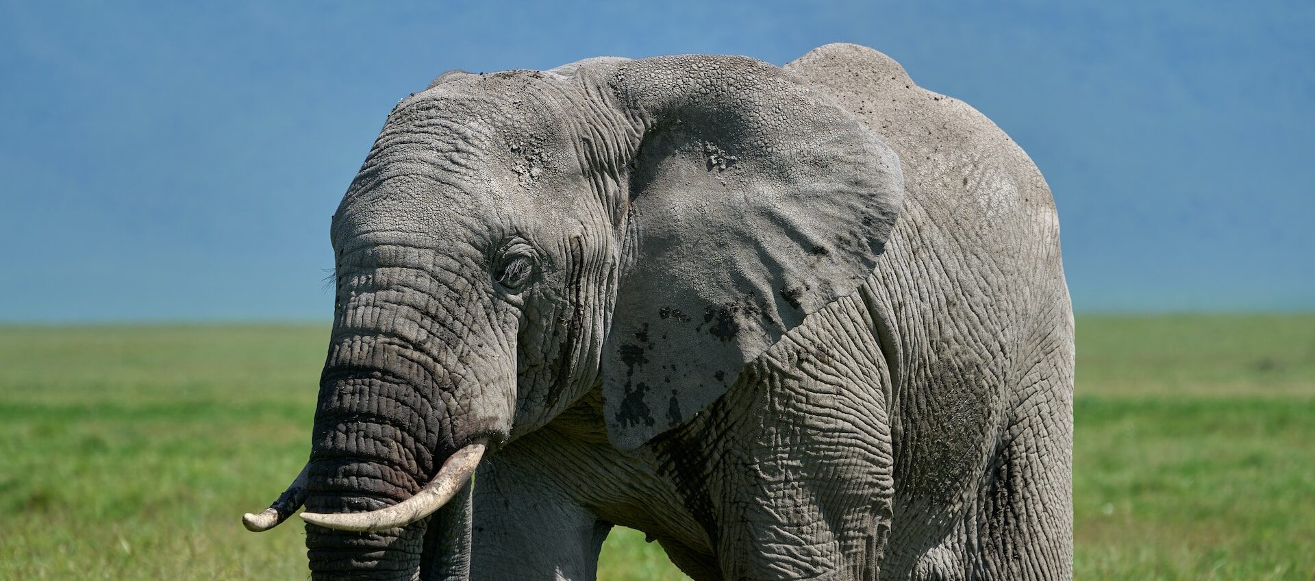Ngorongoro Elephants | Safari Guide & Facts