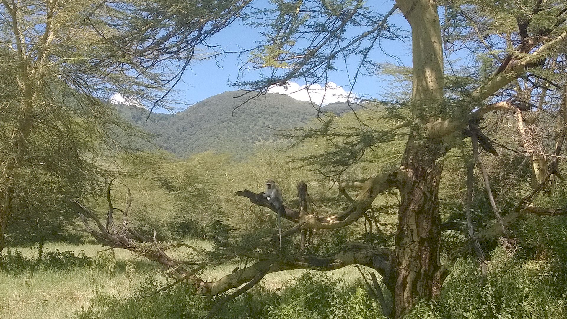 Lerai Forest in Ngorongoro Crater