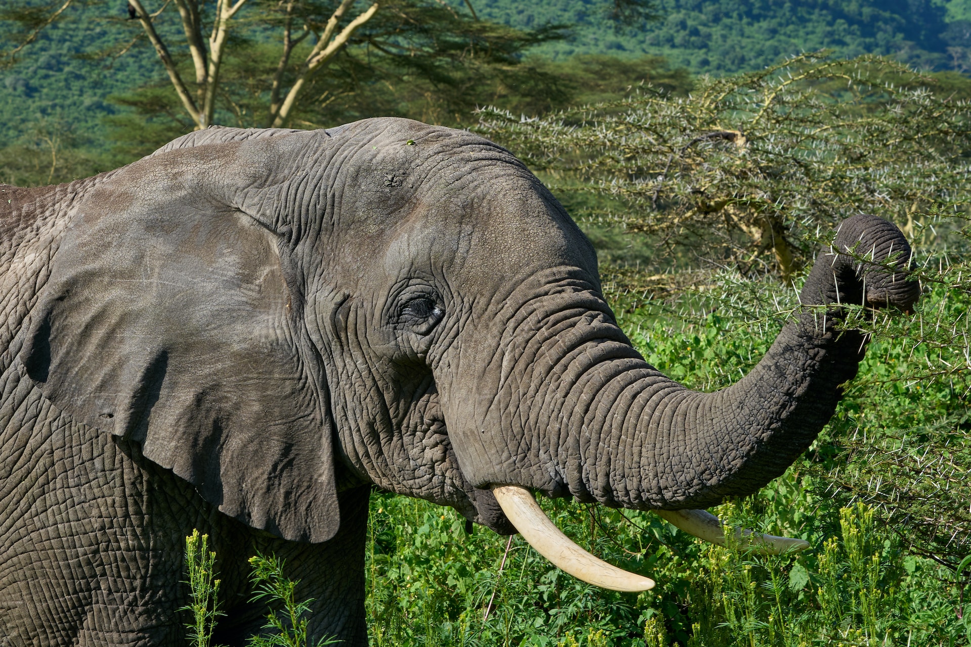 Ngorongoro in April | Trip Planning Tips 2026/2027