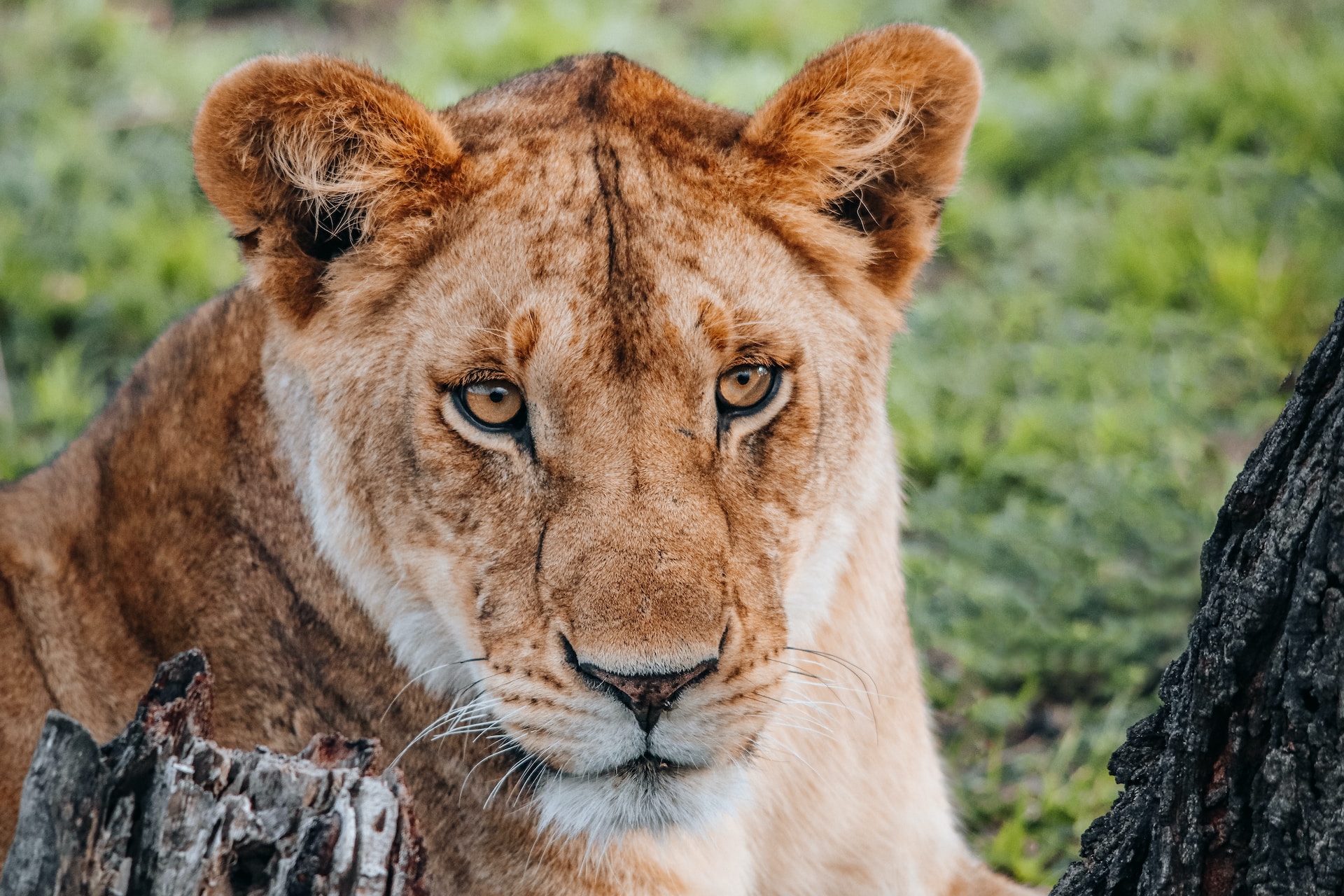 Ngorongoro in July | Trip Planning Tips 2026/2027
