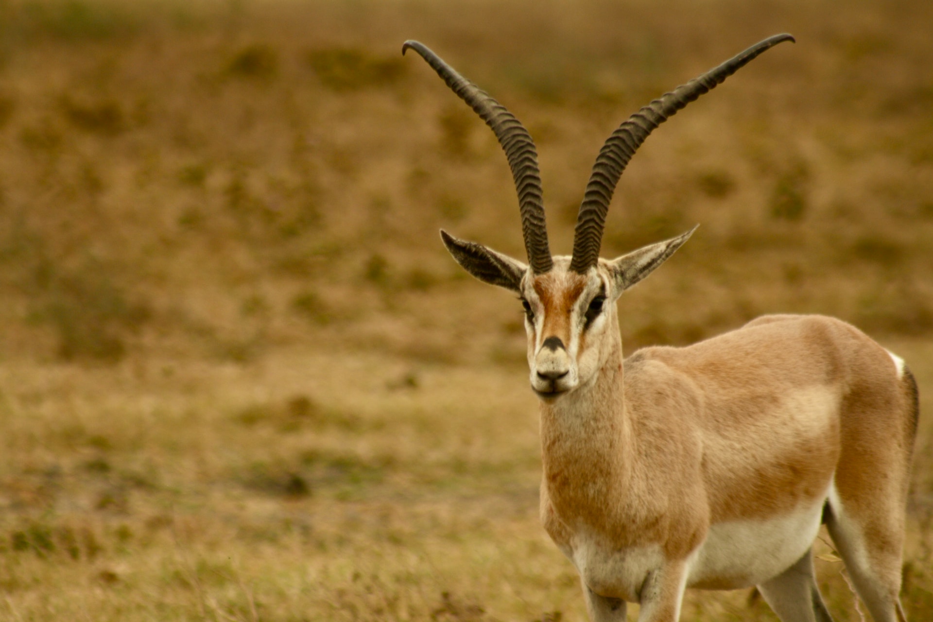 Rumbe Hills Ngorongoro | Lions, Research & Wildlife Area