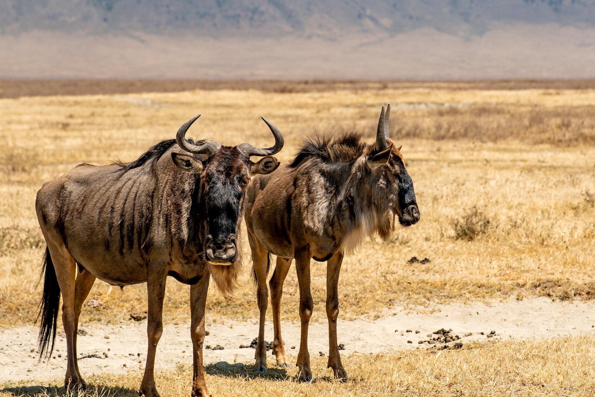 Safari Tipping Guide for Ngorongoro Conservation Area